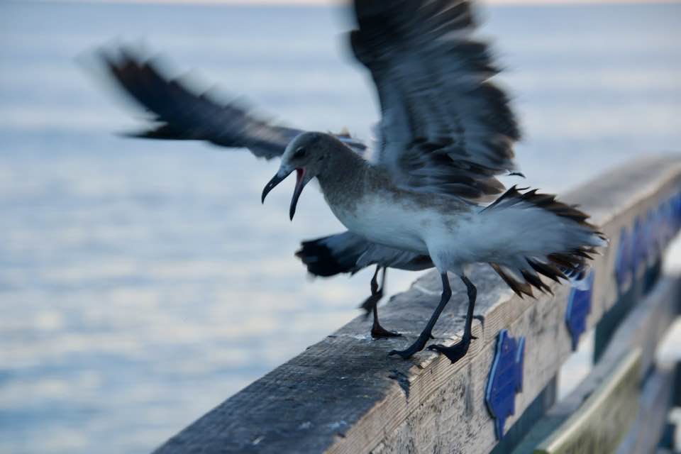 Protective Shield | At Water’s Edge