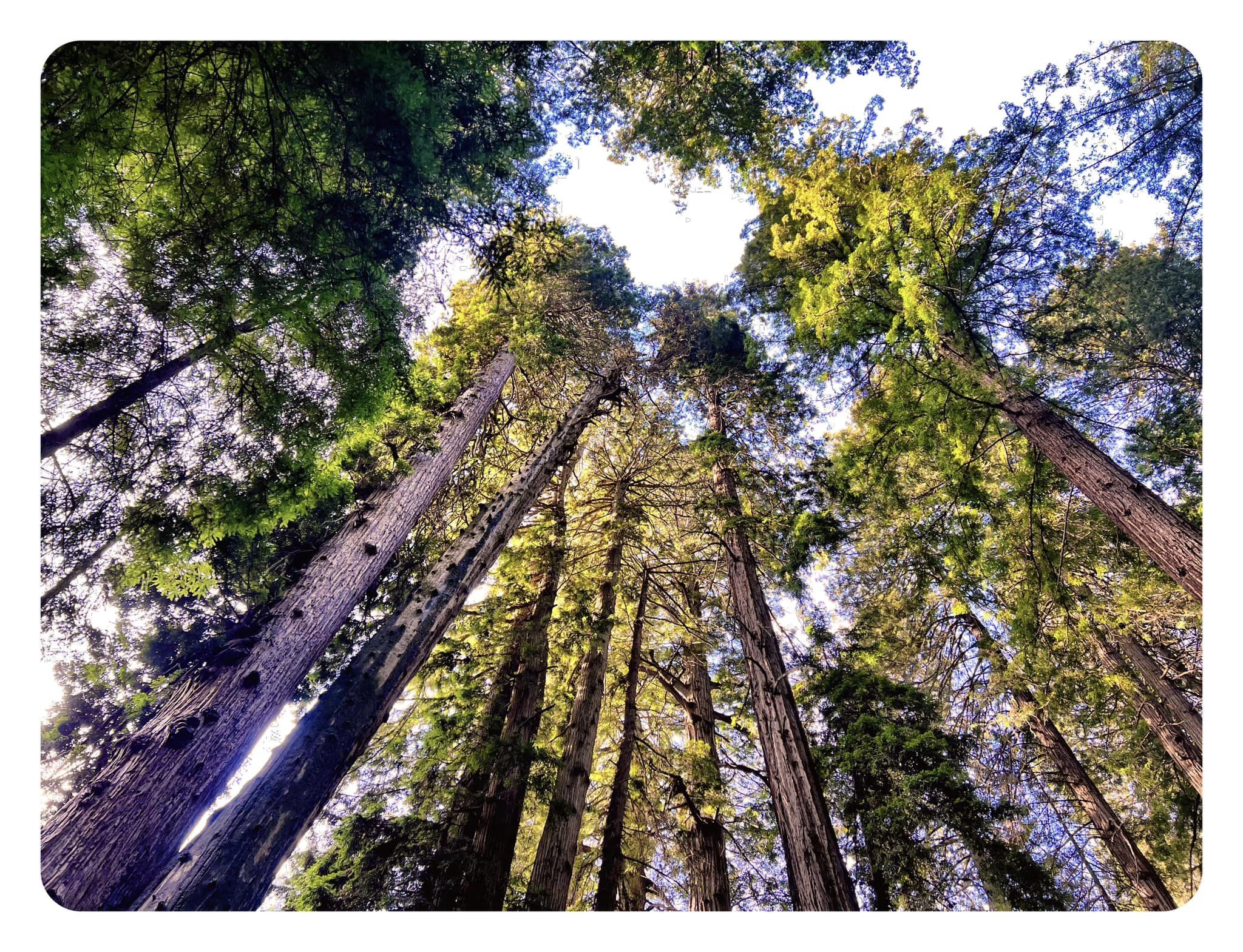A Shoot from the Stump | At Water’s Edge